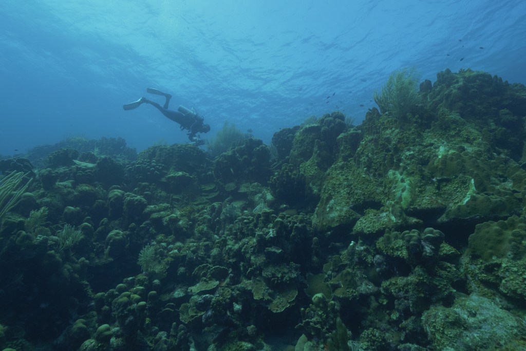 What is marine coastal ecological restoration? » MacoBios